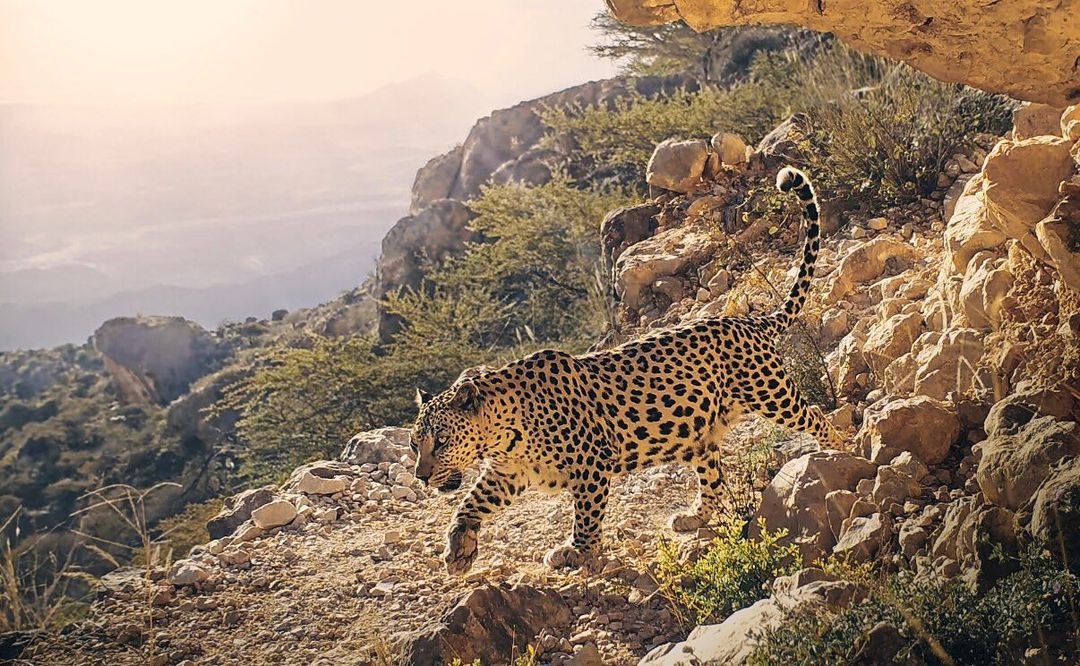 Oman Observes International Day of the Arabian Leopard, Reinforces ...