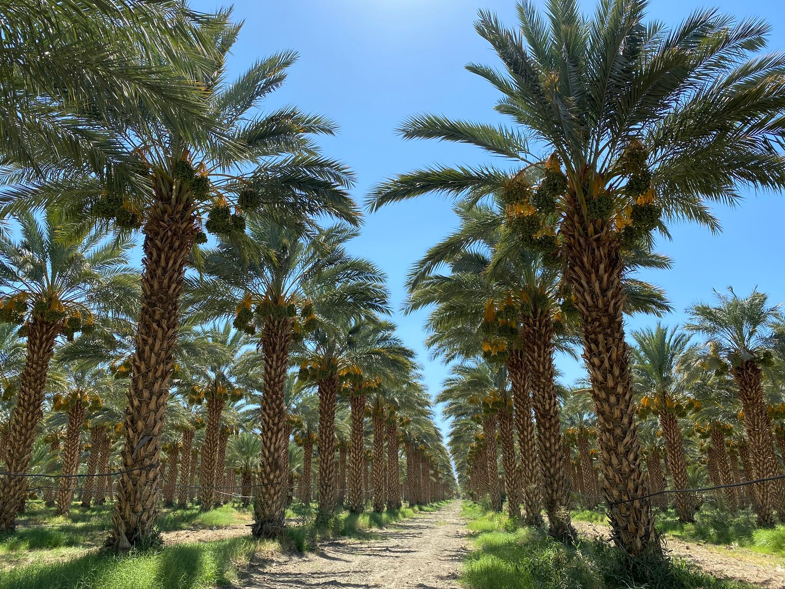 Iraq Leads the World in Date Palm Numbers and Ranks Fourth in Date ...