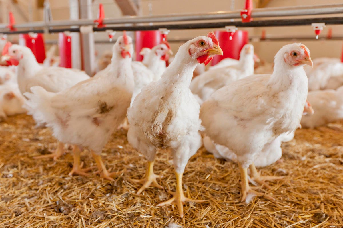 Poultry Import Ban from Kerala: What You Need to Know